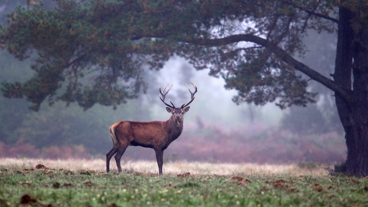 La faune et la flore | Château de Chambord